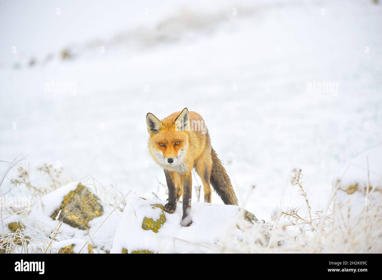 Fox sniffing in full freedom, in snowy field Stock Photo - Alamy