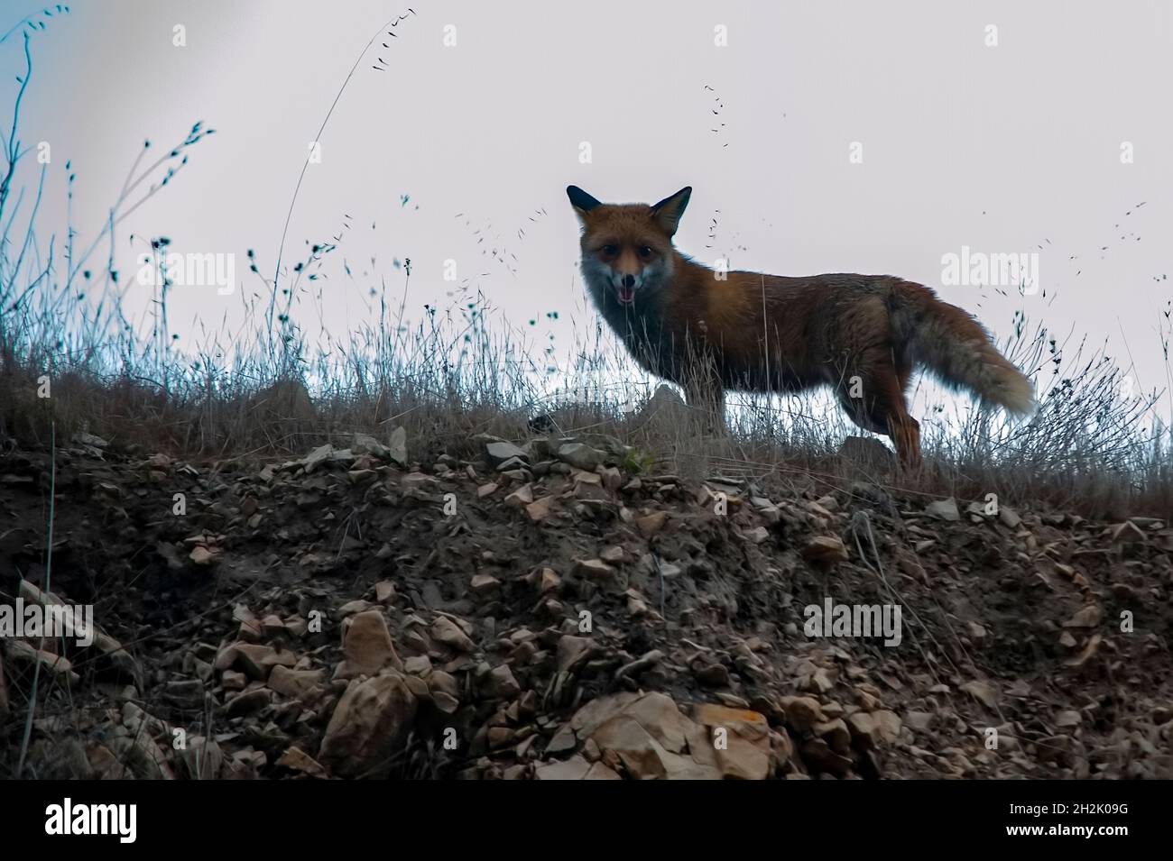 Fox sniffing in full freedom, suspicious and cunning Stock Photo - Alamy