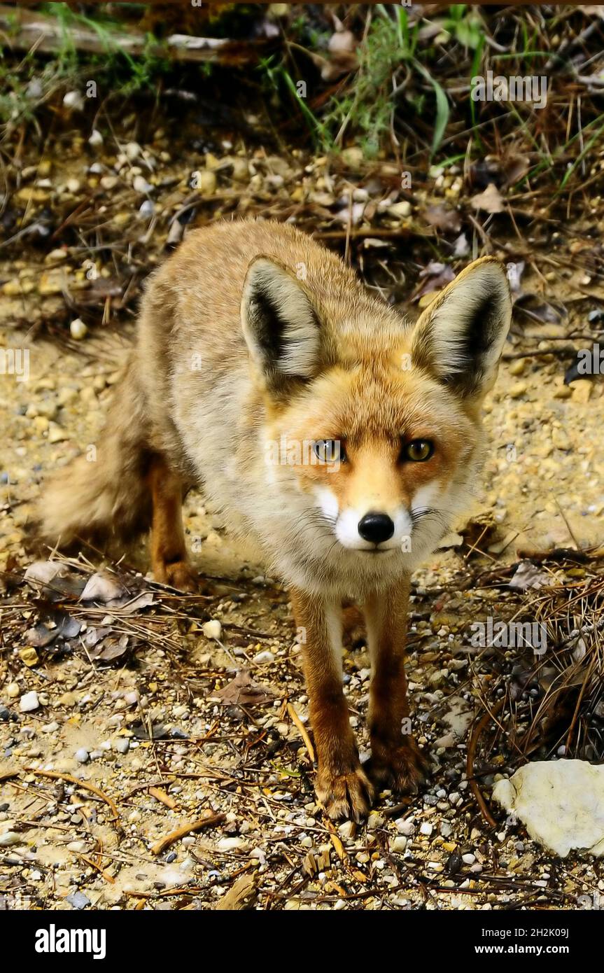 Fox sniffing in full freedom, suspicious and cunning Stock Photo - Alamy