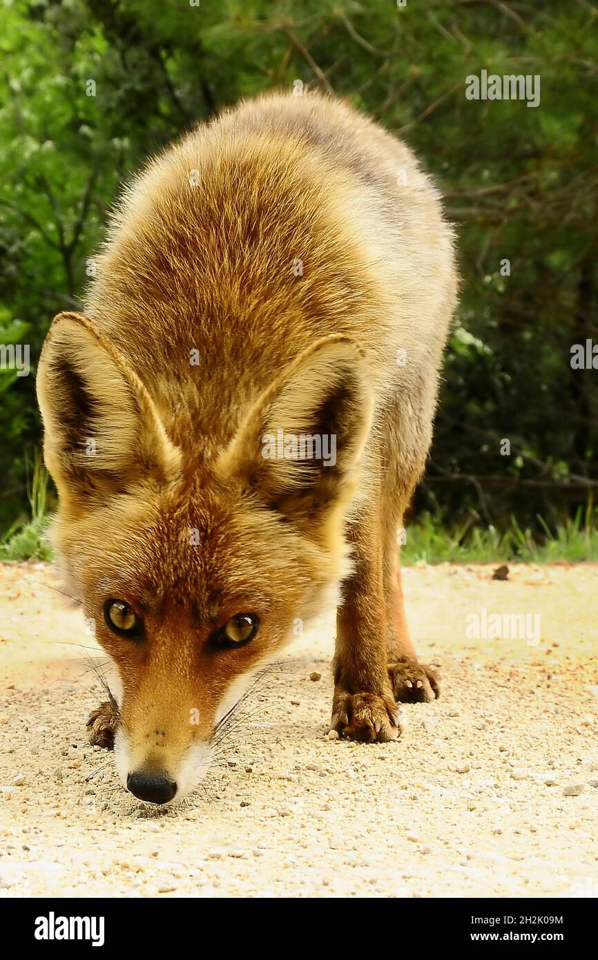 Fox sniffing in full freedom, suspicious and cunning Stock Photo - Alamy