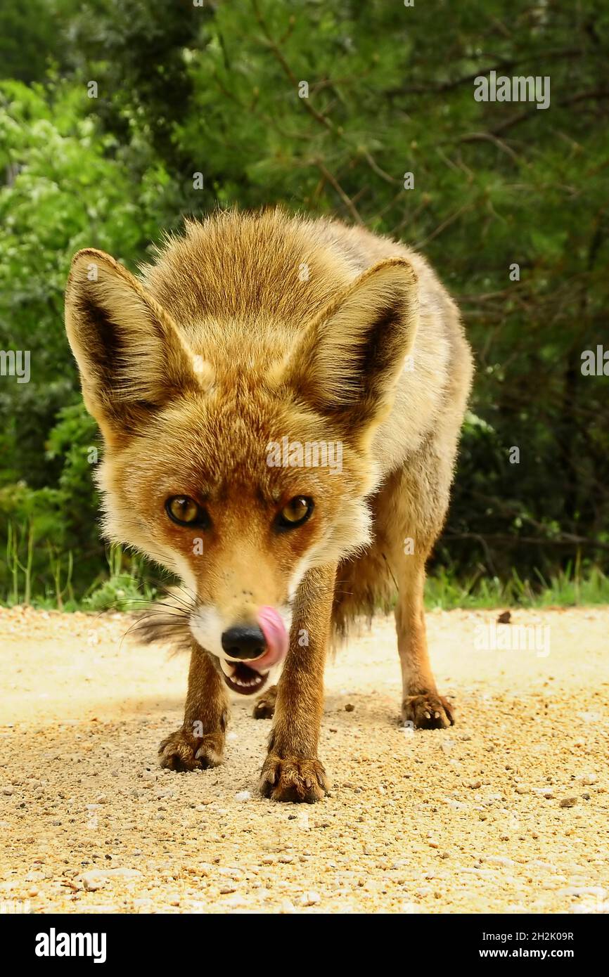 Fox sniffing in full freedom, suspicious and cunning Stock Photo - Alamy