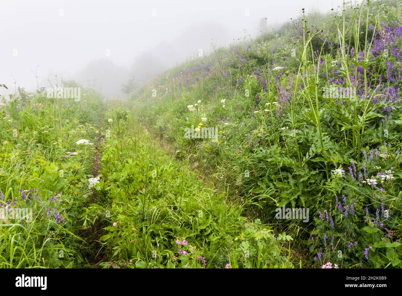 Dilijan national park hi-res stock photography and images - Alamy