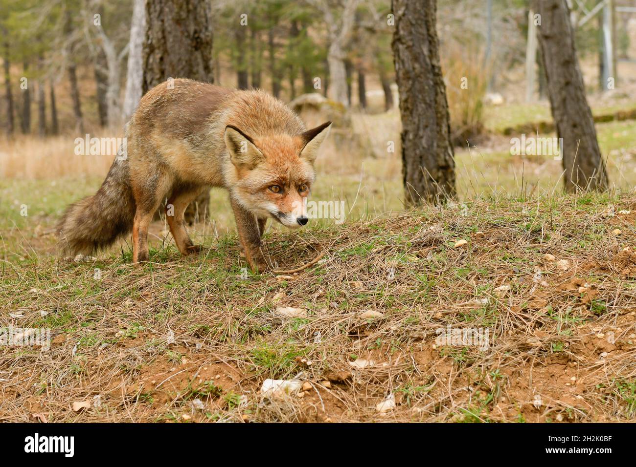 Fox sniffing in full freedom, suspicious and cunning Stock Photo - Alamy