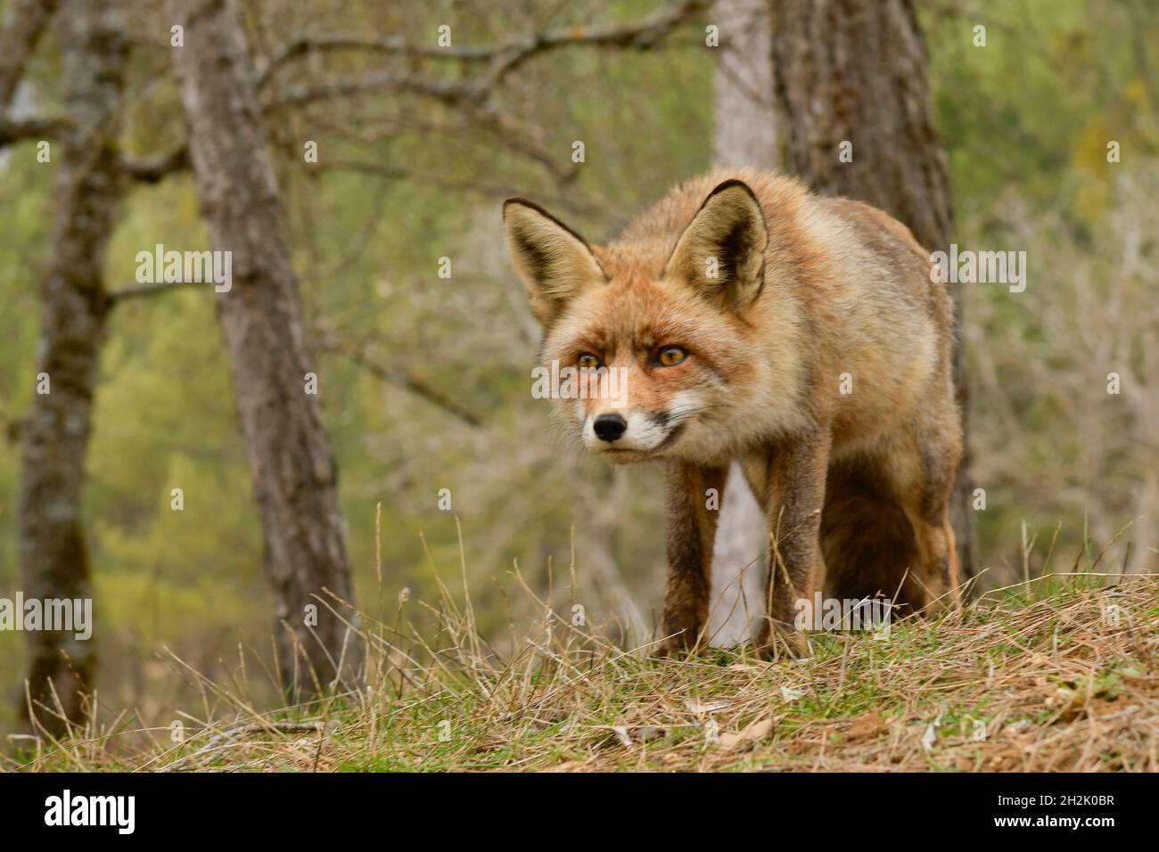 Fox sniffing in full freedom, suspicious and cunning Stock Photo - Alamy