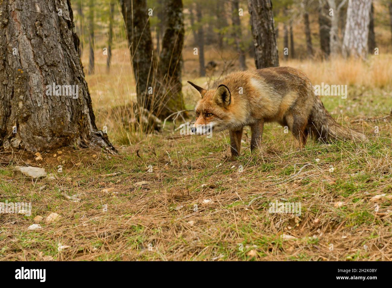 Baby fox sniffing hi-res stock photography and images - Alamy