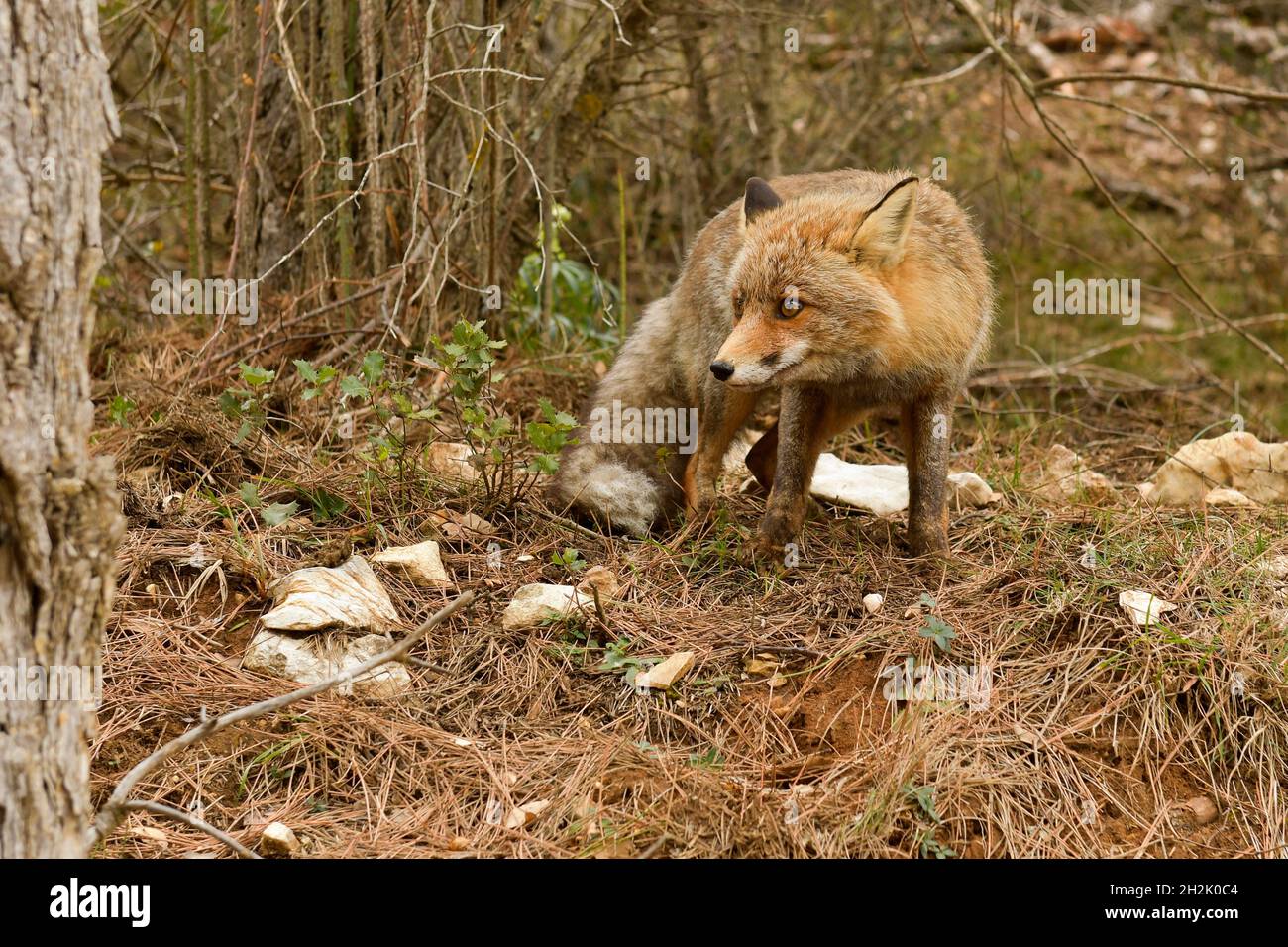 Fox sniffing in full freedom, suspicious and cunning Stock Photo - Alamy