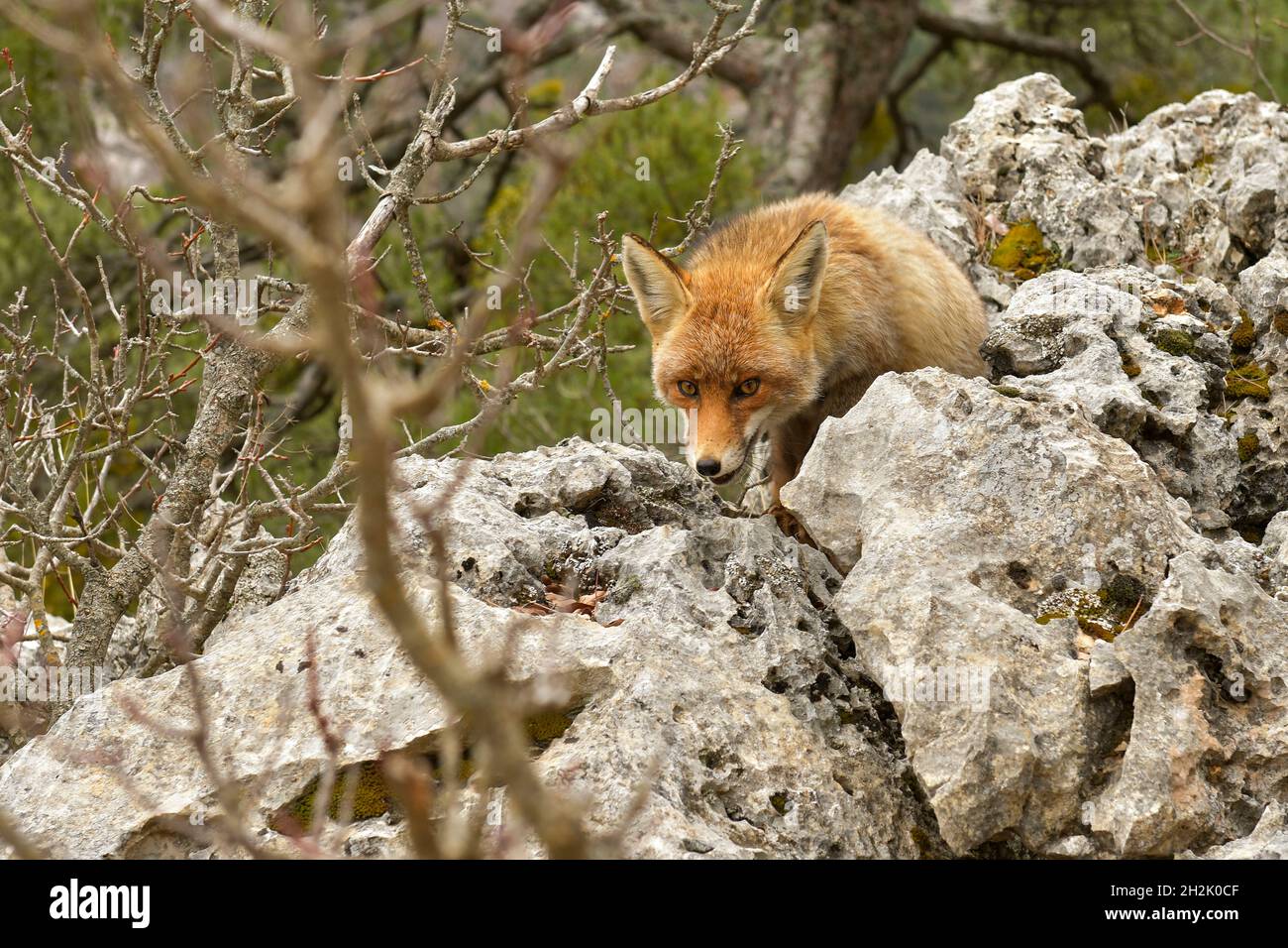 Fox sniffing in full freedom, suspicious and cunning Stock Photo - Alamy