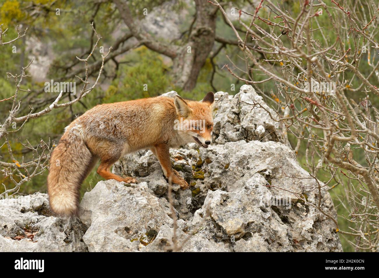 Baby fox sniffing hi-res stock photography and images - Alamy