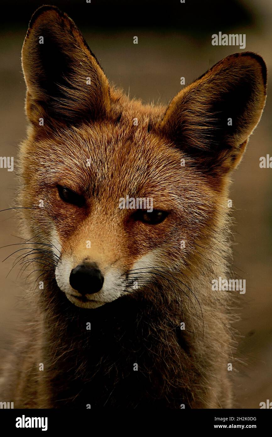 Baby fox sniffing hi-res stock photography and images - Alamy