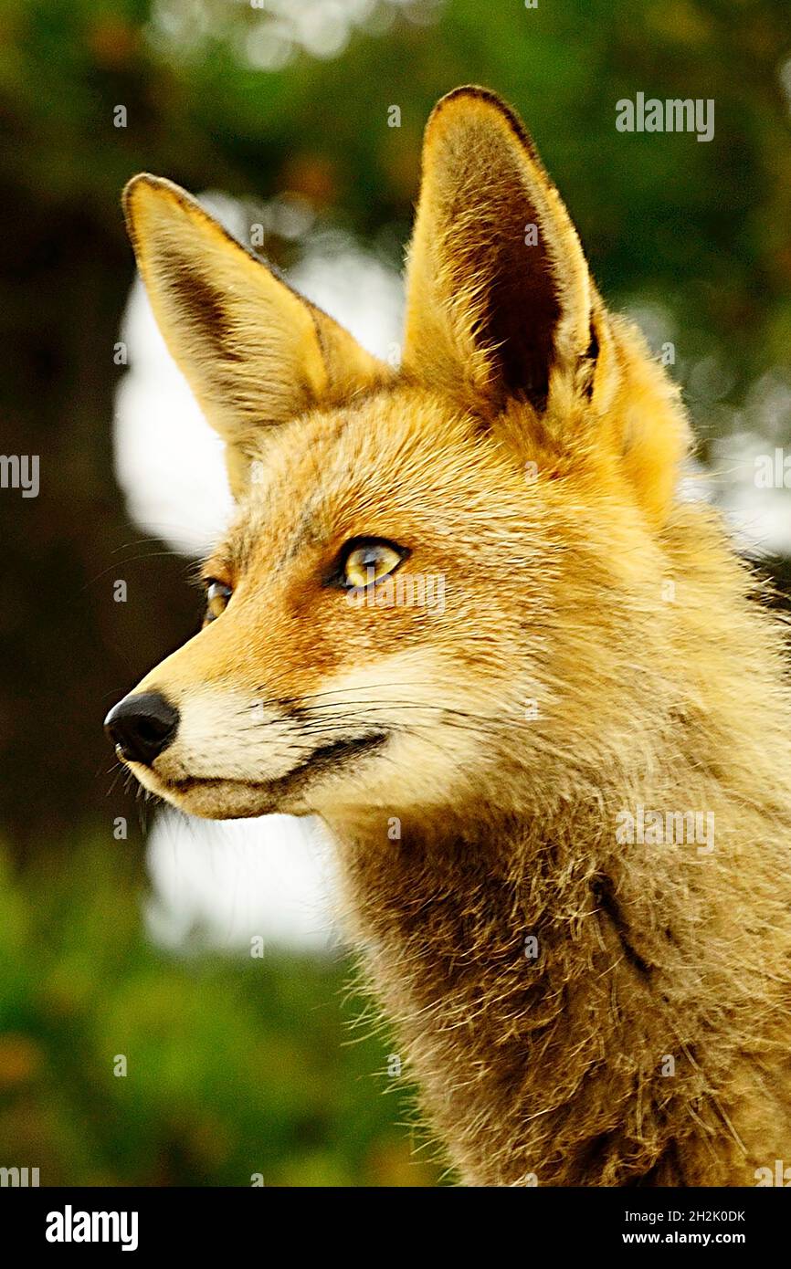 Baby fox sniffing hi-res stock photography and images - Alamy