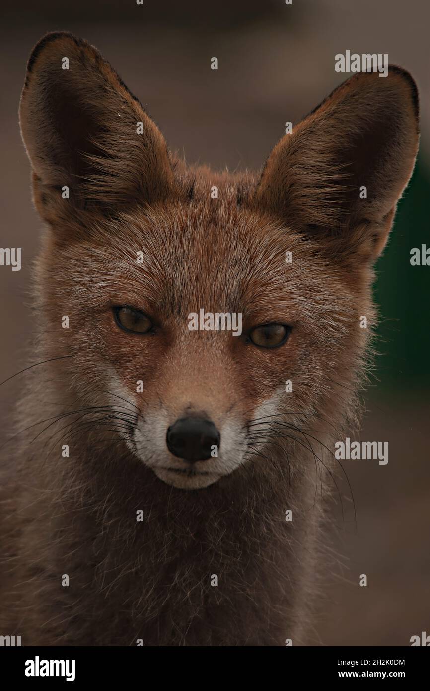 Fox sniffing in full freedom, suspicious and cunning Stock Photo - Alamy