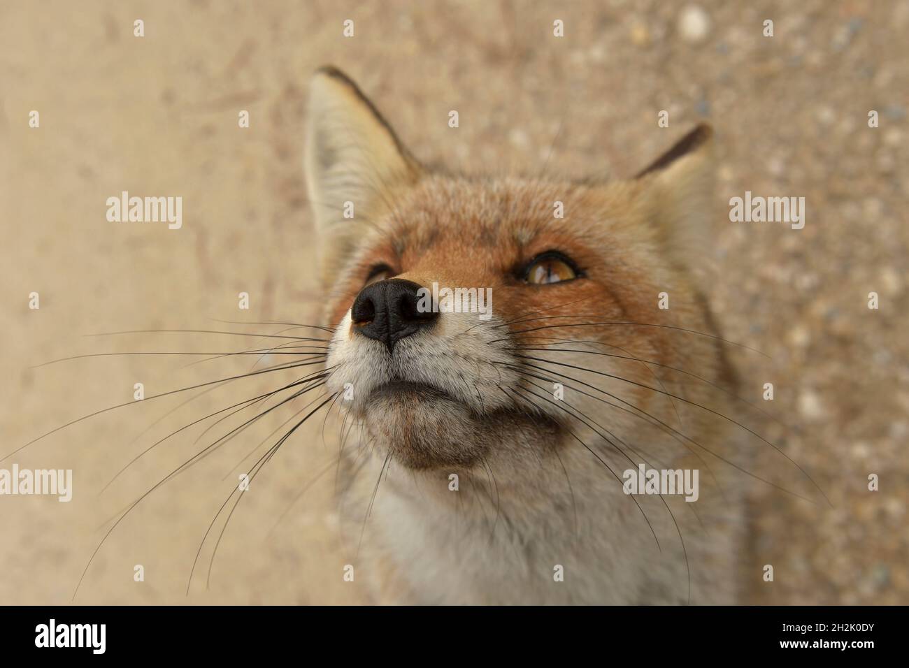 Fox sniffing in full freedom, suspicious and cunning Stock Photo - Alamy