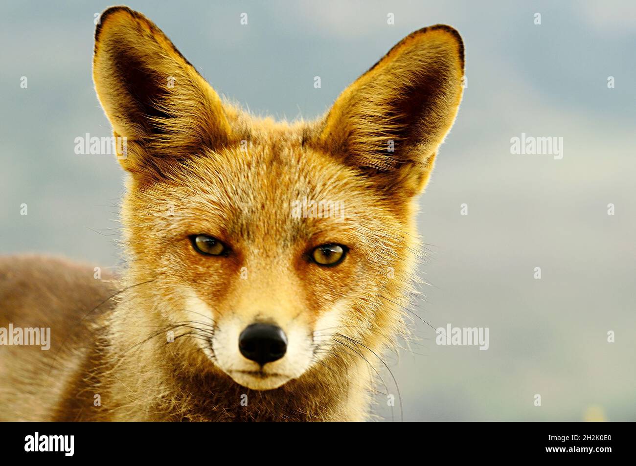 Fox sniffing in full freedom, suspicious and cunning Stock Photo - Alamy