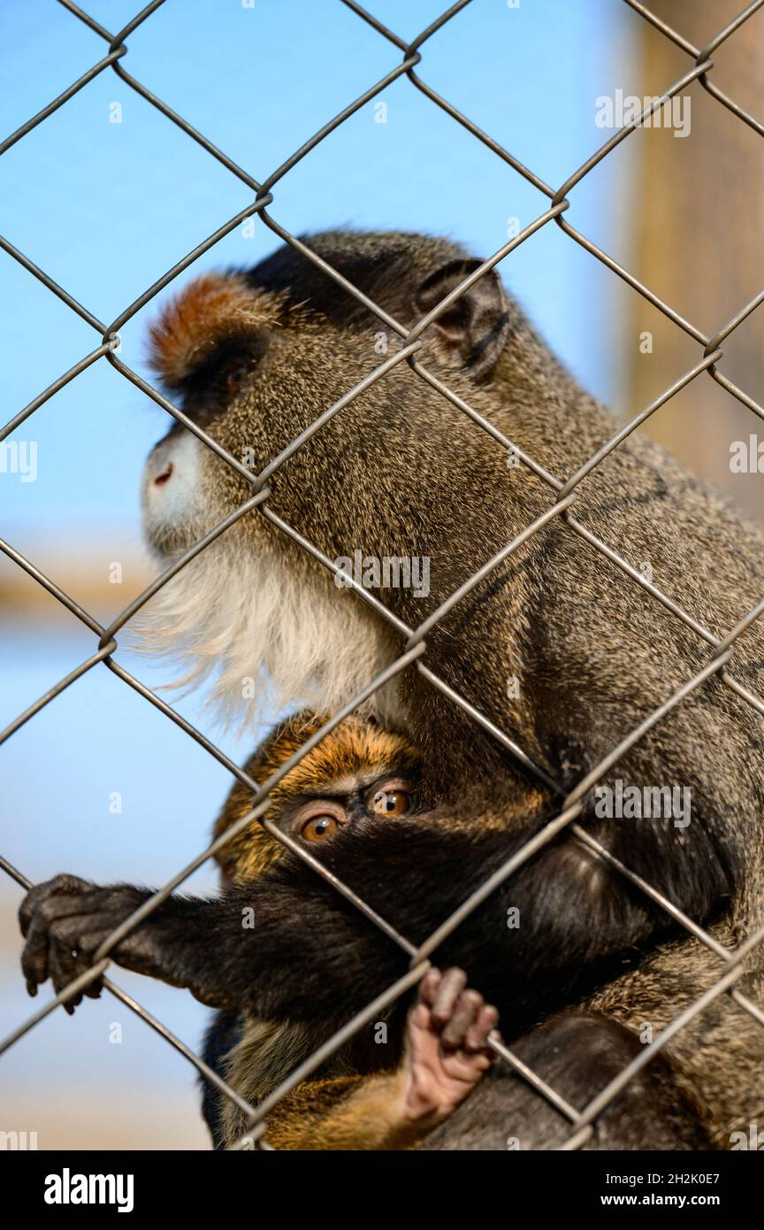 De Brazza monkey Cercopithecus zanectus from Africa in captivity ...
