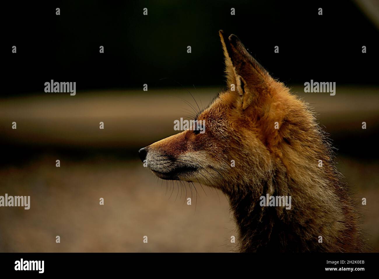 Fox sniffing in full freedom, suspicious and cunning Stock Photo - Alamy