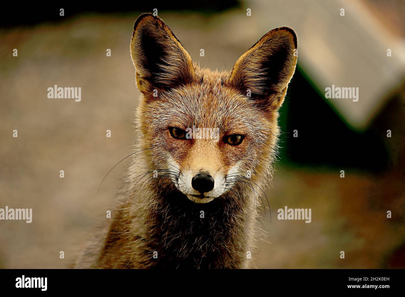 Baby fox sniffing hi-res stock photography and images - Alamy