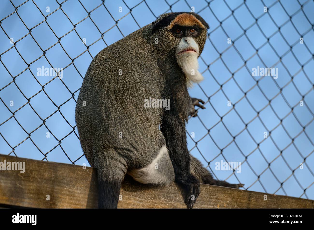Male de brazzas monkey cercopithecus neglectus hi-res stock photography ...