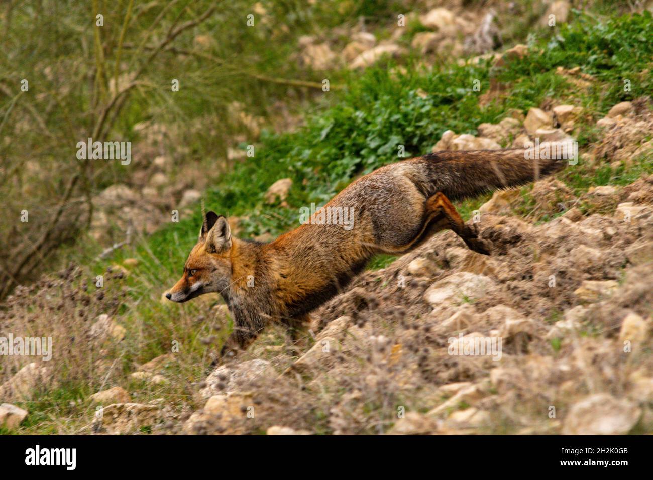 Fox sniffing in full freedom, suspicious and cunning Stock Photo - Alamy