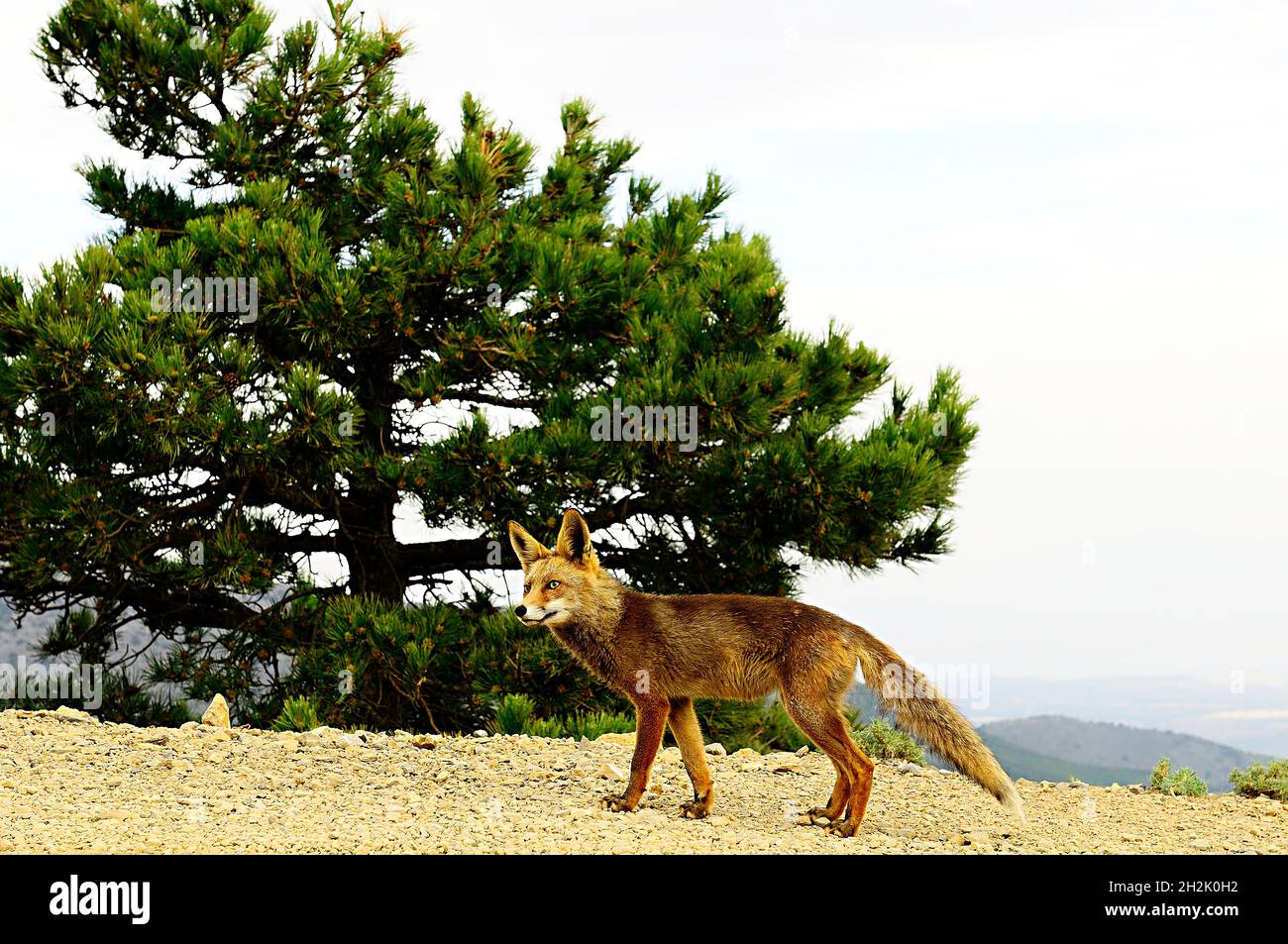 Fox sniffing in full freedom, suspicious and cunning Stock Photo - Alamy