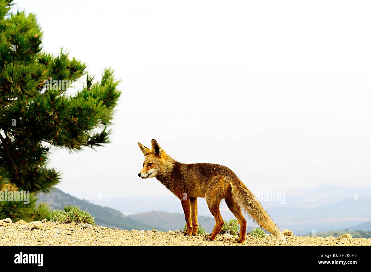 Baby fox sniffing hi-res stock photography and images - Alamy