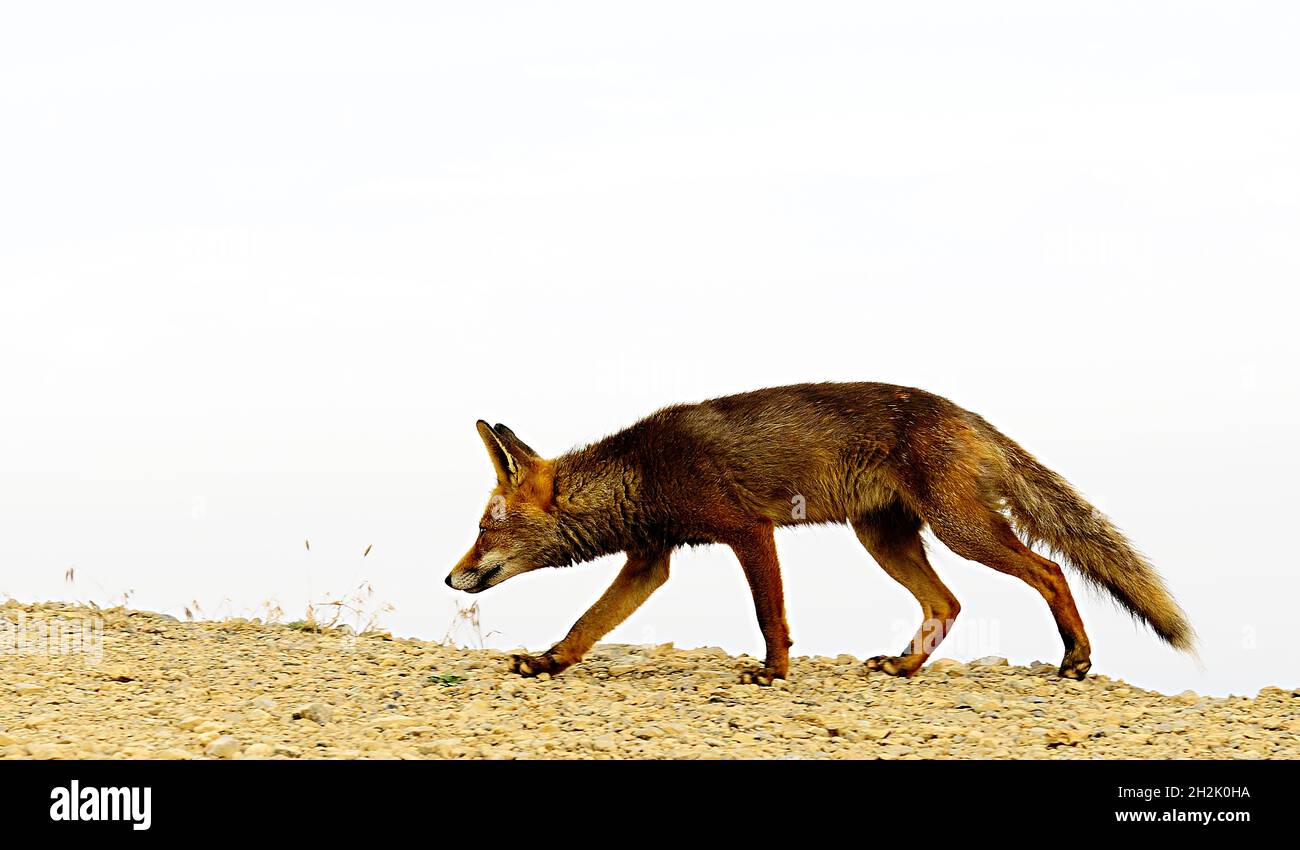 Baby fox sniffing hi-res stock photography and images - Alamy