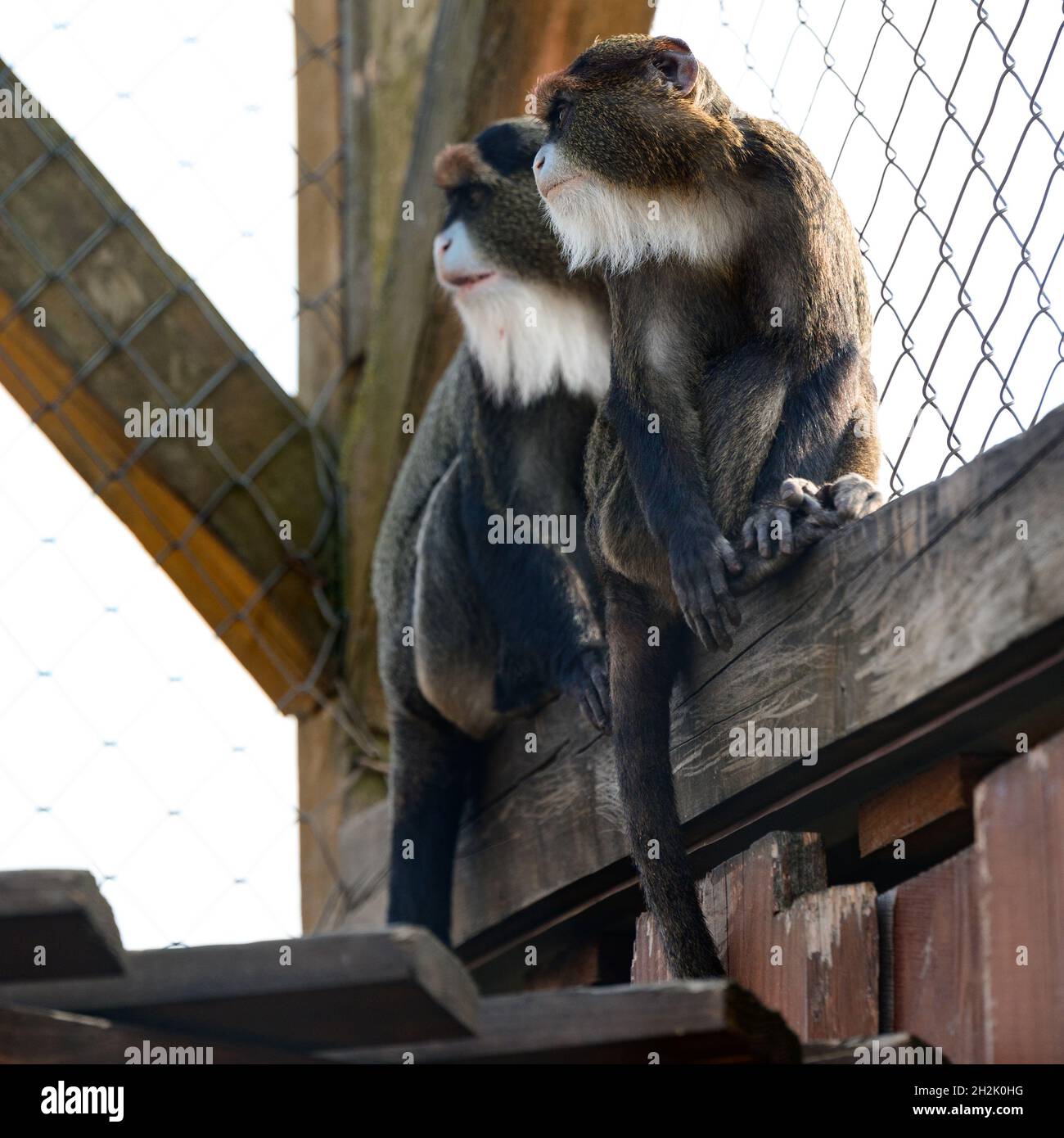 De Brazza monkey Cercopithecus zanectus from Africa in captivity ...