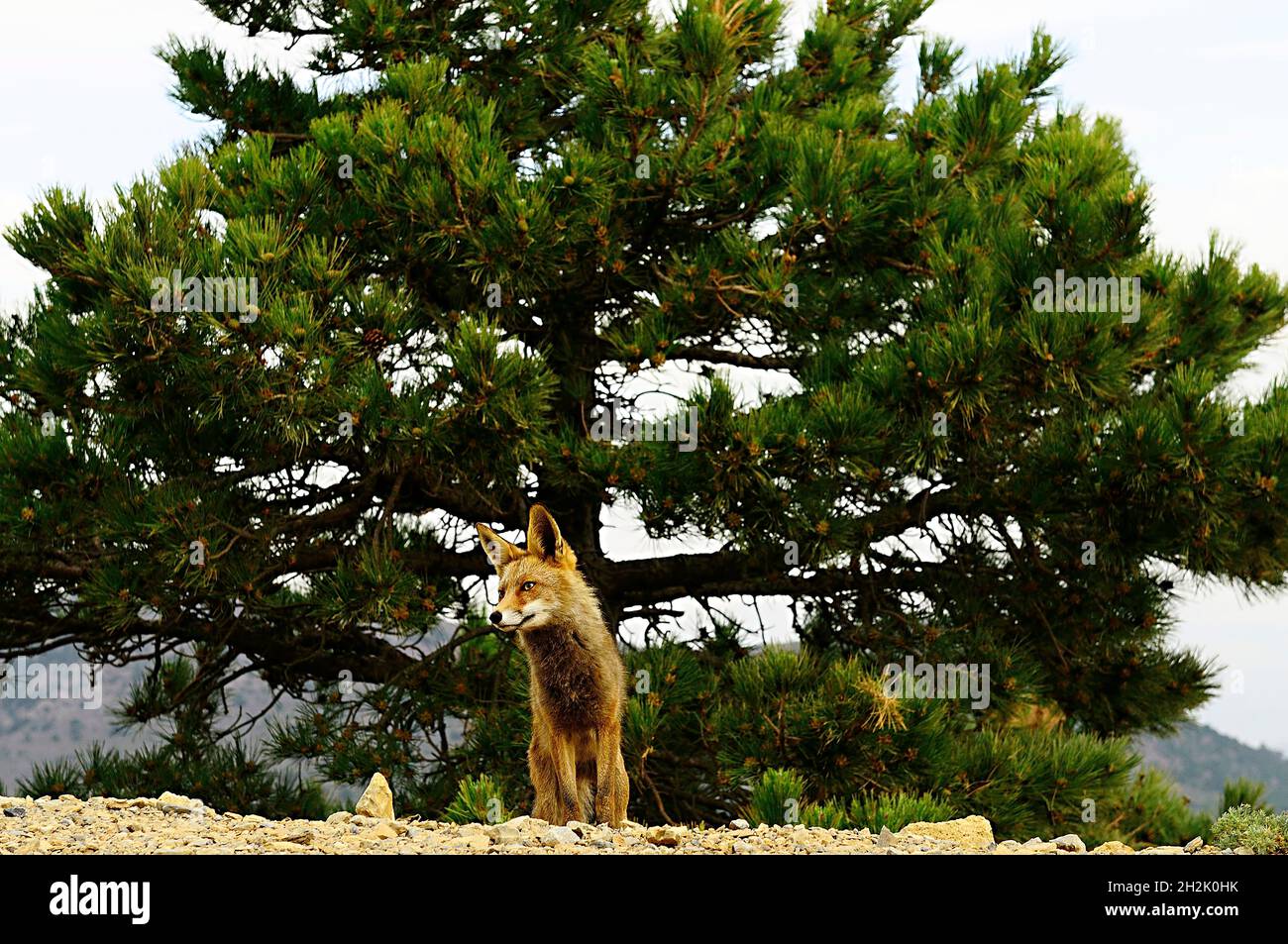 Fox sniffing in full freedom, suspicious and cunning Stock Photo - Alamy