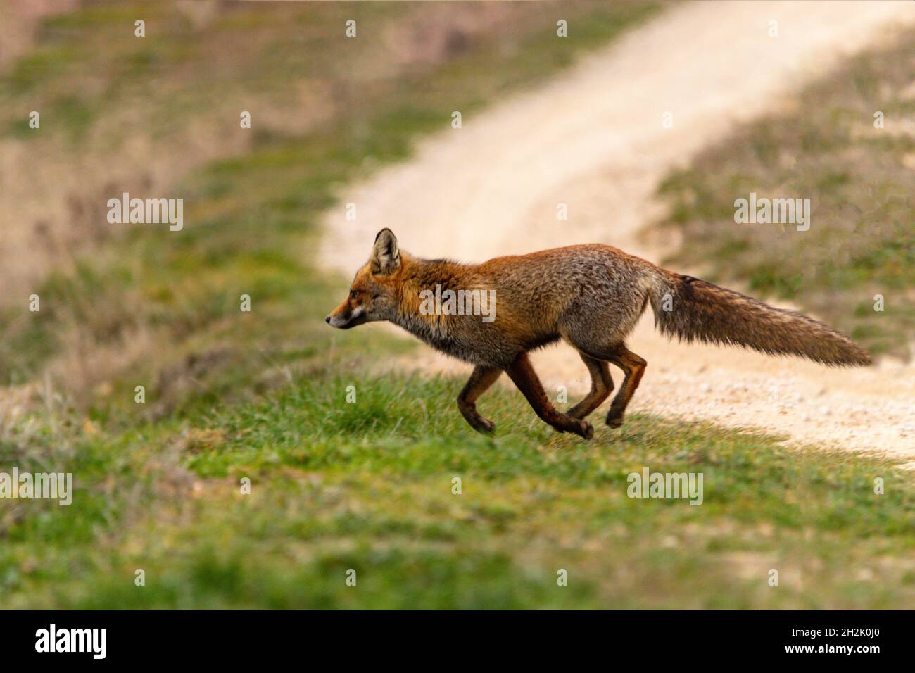 Fox sniffing in full freedom, suspicious and cunning Stock Photo - Alamy