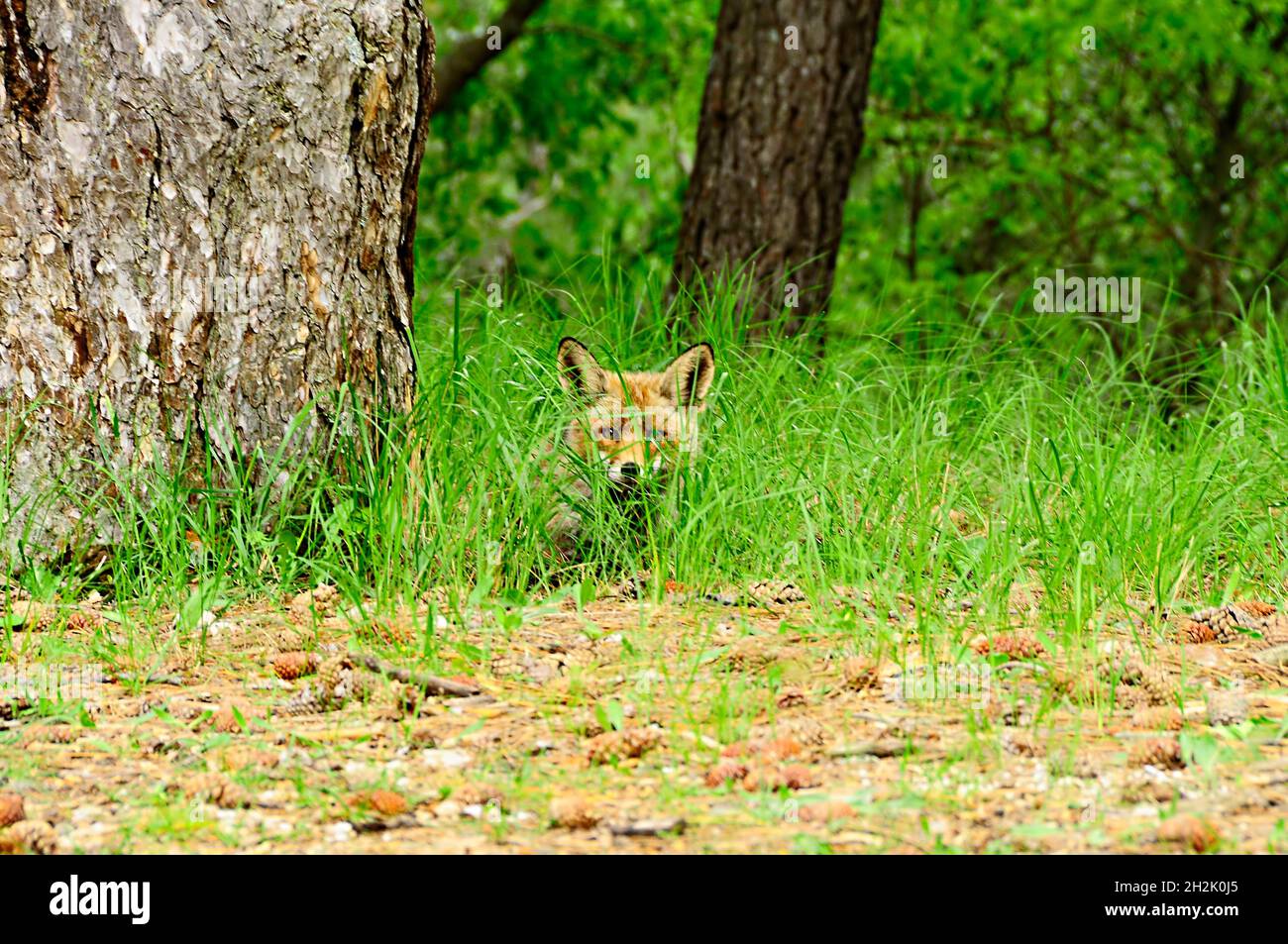 Fox sniffing in full freedom, suspicious and cunning Stock Photo - Alamy