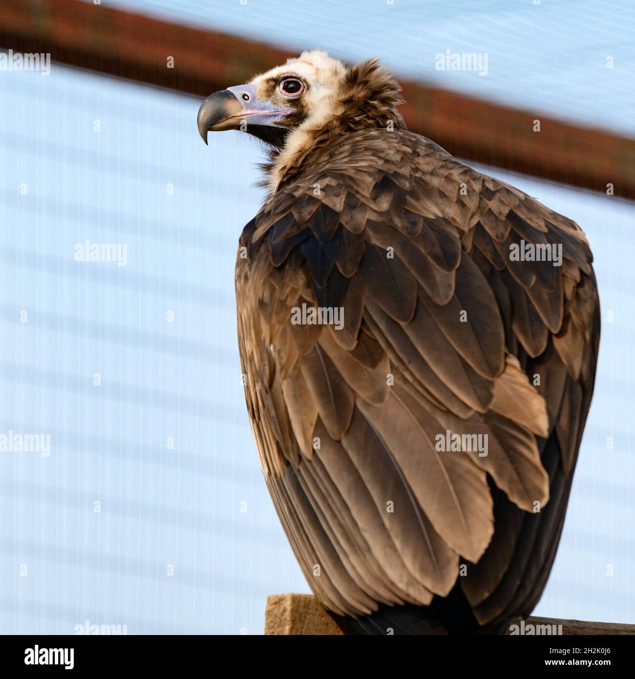 Life of a vulture in captivity, an isolated bird in a zoo, zoos of ...