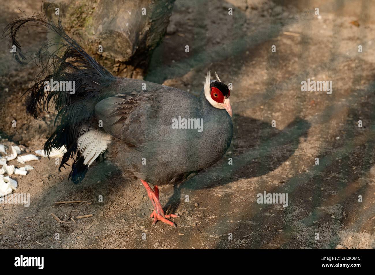 Eared blue pheasant close up, pheasant in a cage, ornithology and zoo ...