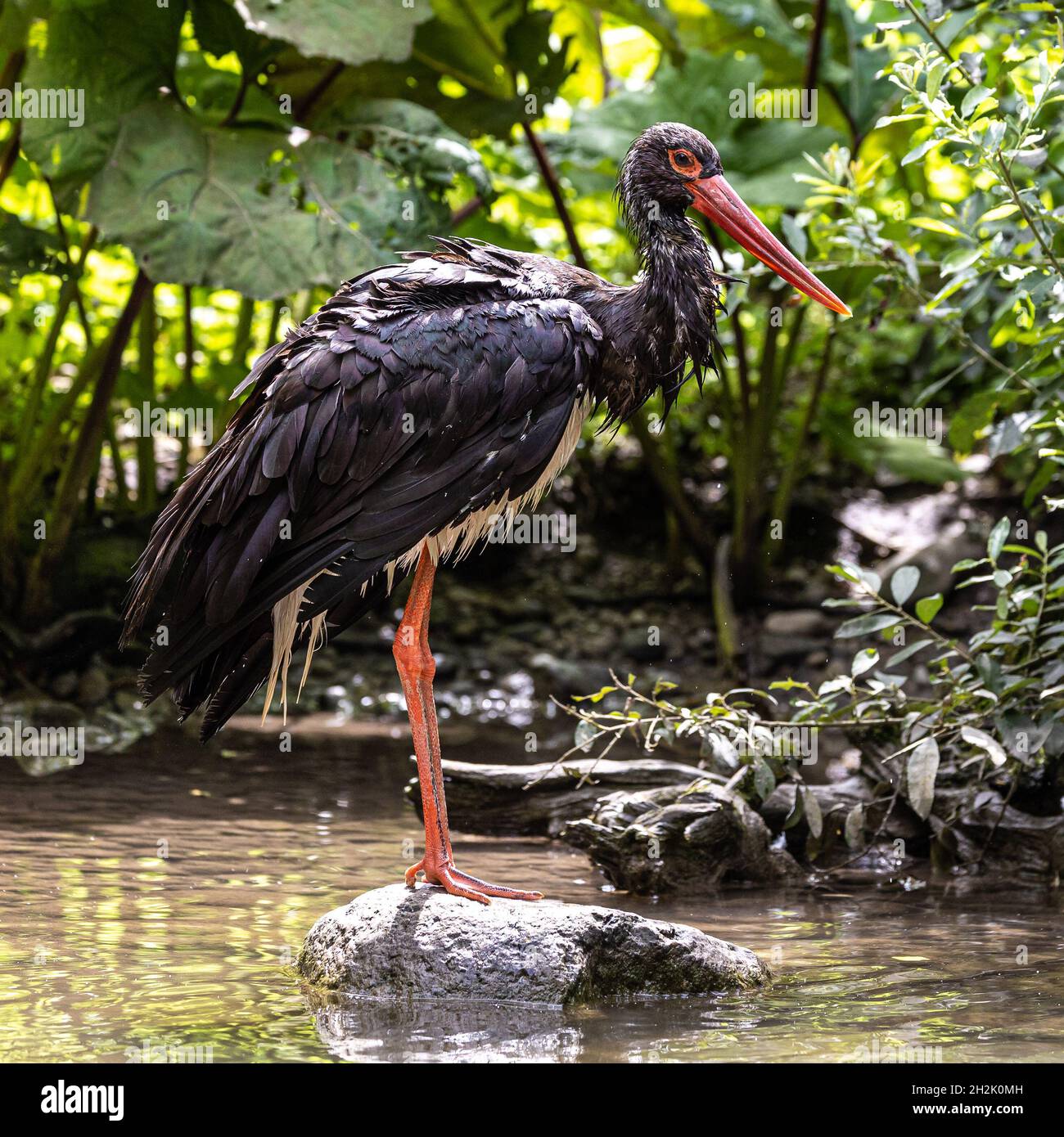 The Black stork, Ciconia nigra is a large bird in the stork family ...