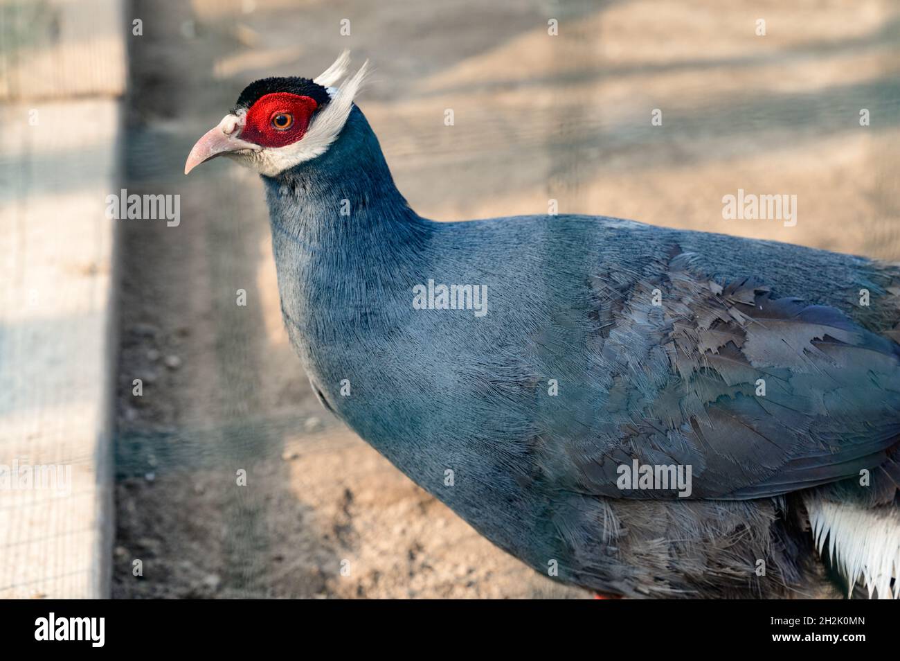 White eared pheasant hi-res stock photography and images - Alamy