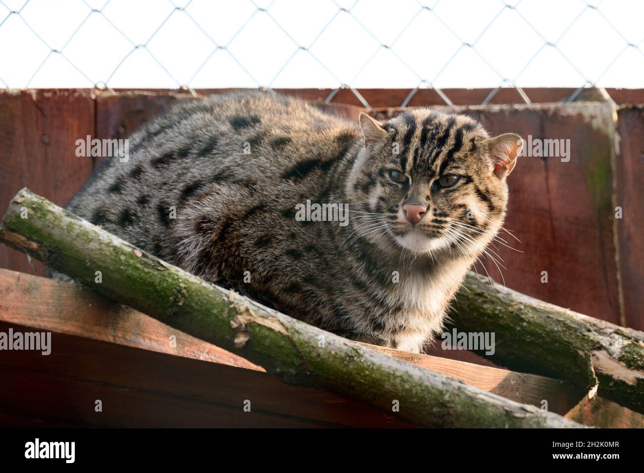 Red book animal cat fisherman, endangered species of cats predators ...