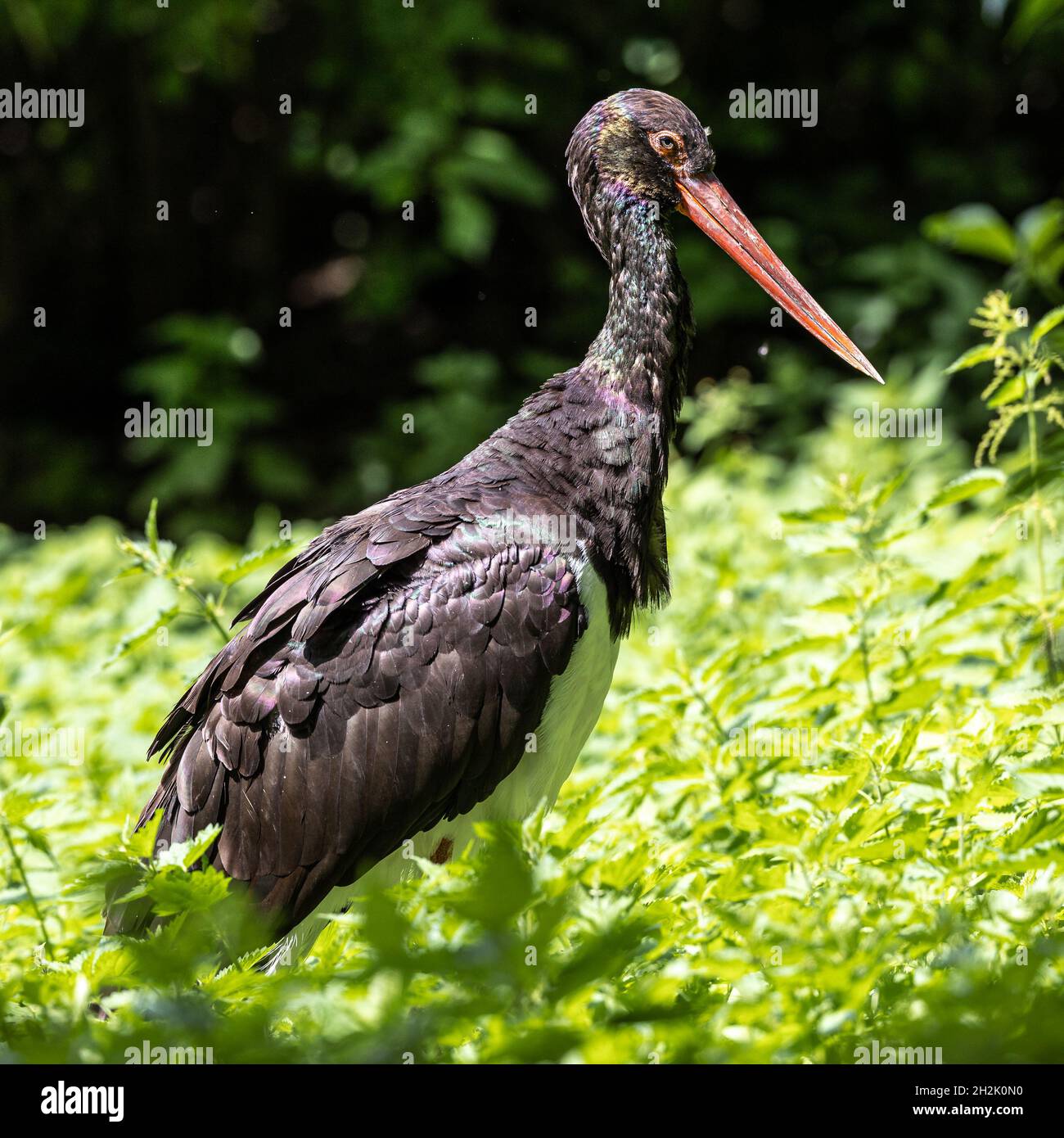 The Black stork, Ciconia nigra is a large bird in the stork family ...