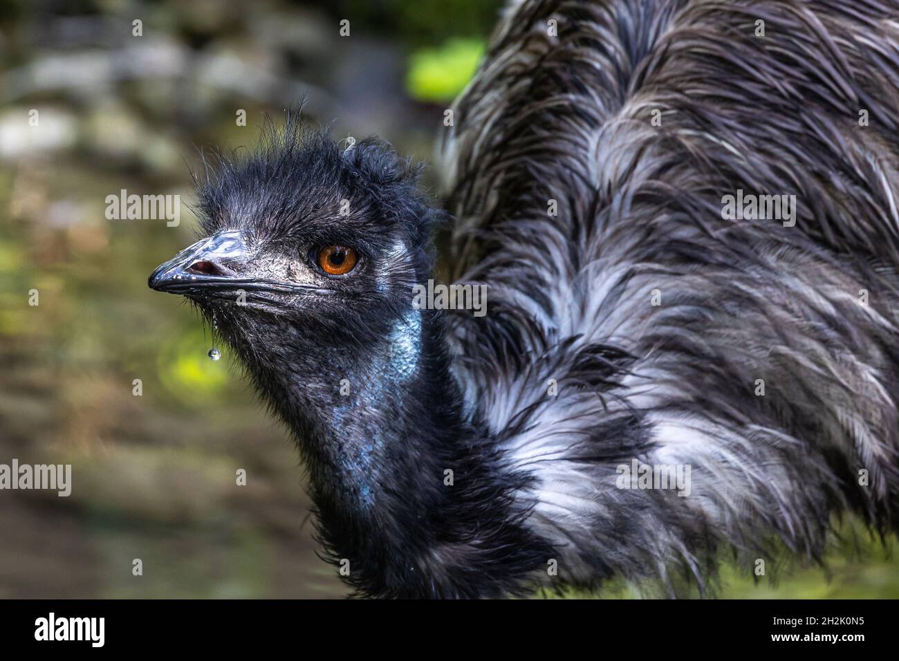 The emu, Dromaius novaehollandiae is the second-largest living bird by ...