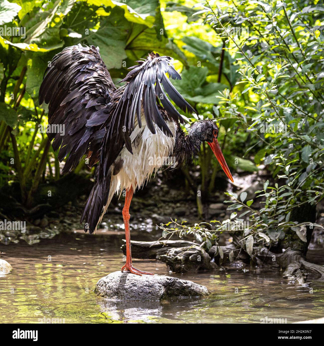 The Black stork, Ciconia nigra is a large bird in the stork family ...
