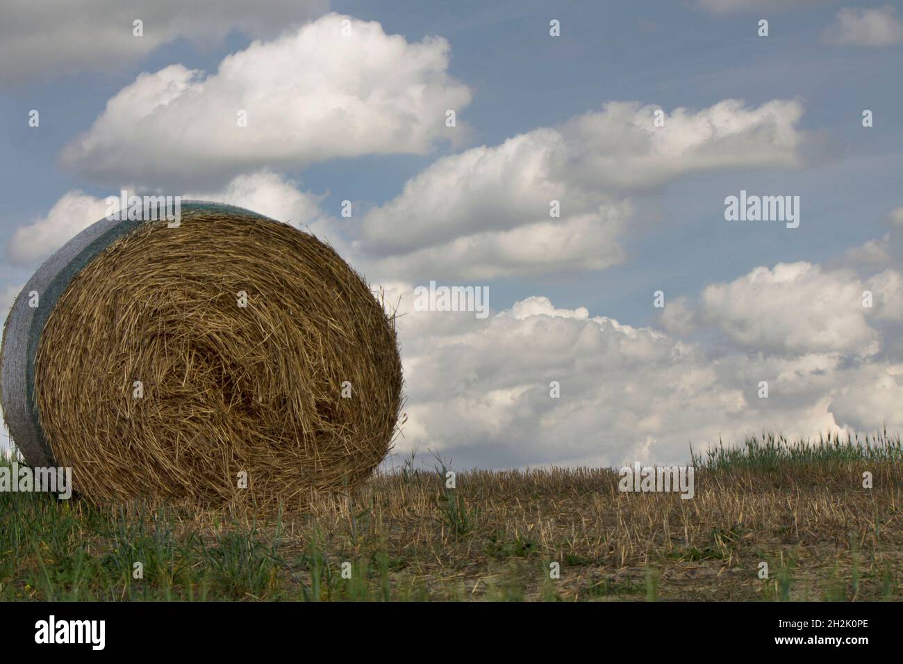 Harvest in montalcino tuscany hi-res stock photography and images - Alamy