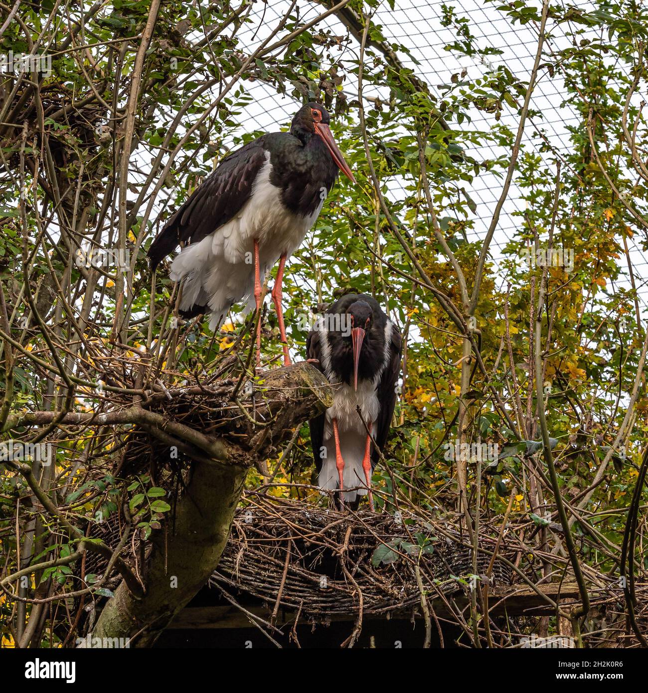 The Black stork, Ciconia nigra is a large bird in the stork family ...