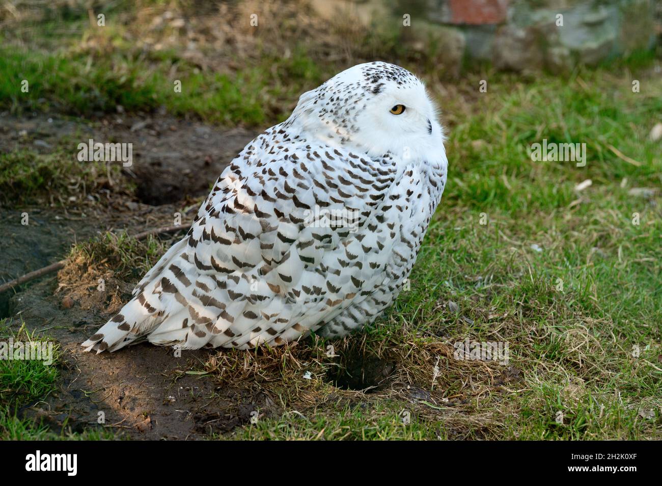 Zootheater hi-res stock photography and images - Alamy