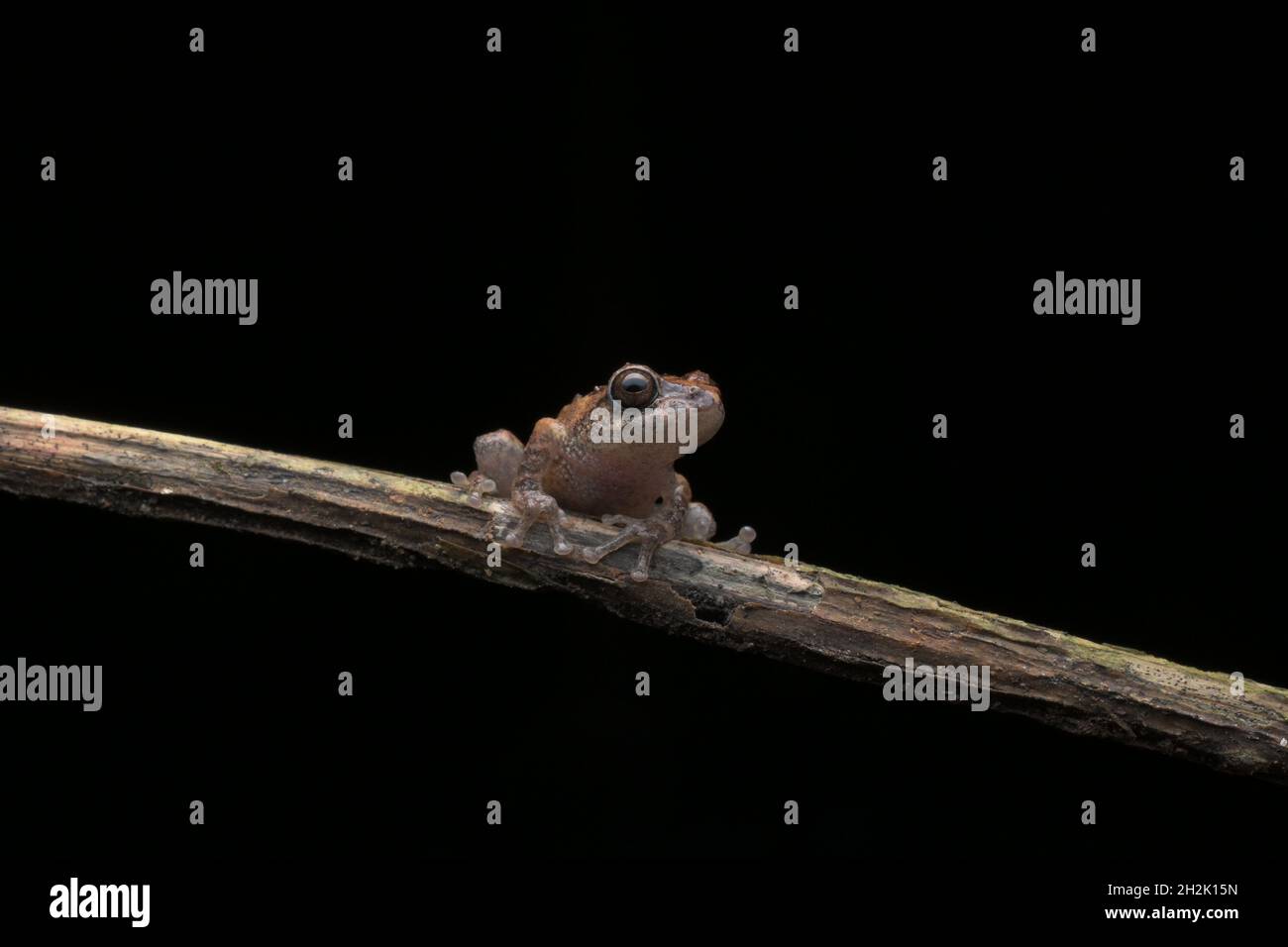 Frog of india hi-res stock photography and images - Alamy