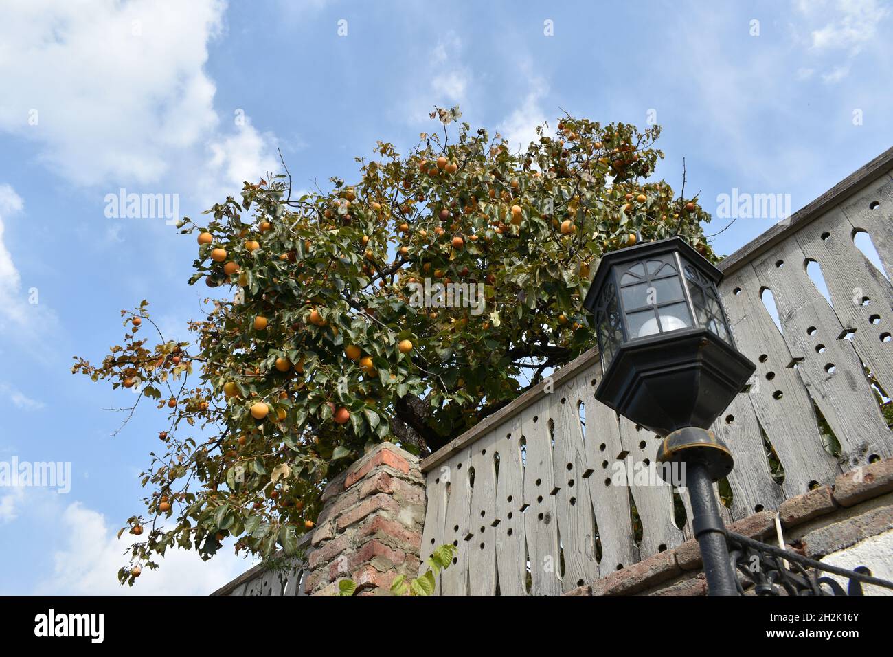 Bottom view of persimmon tree with ripe persimmons during autumn season ...