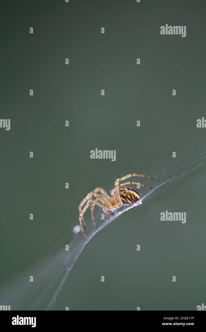 A spider in its cobweb Stock Photo - Alamy