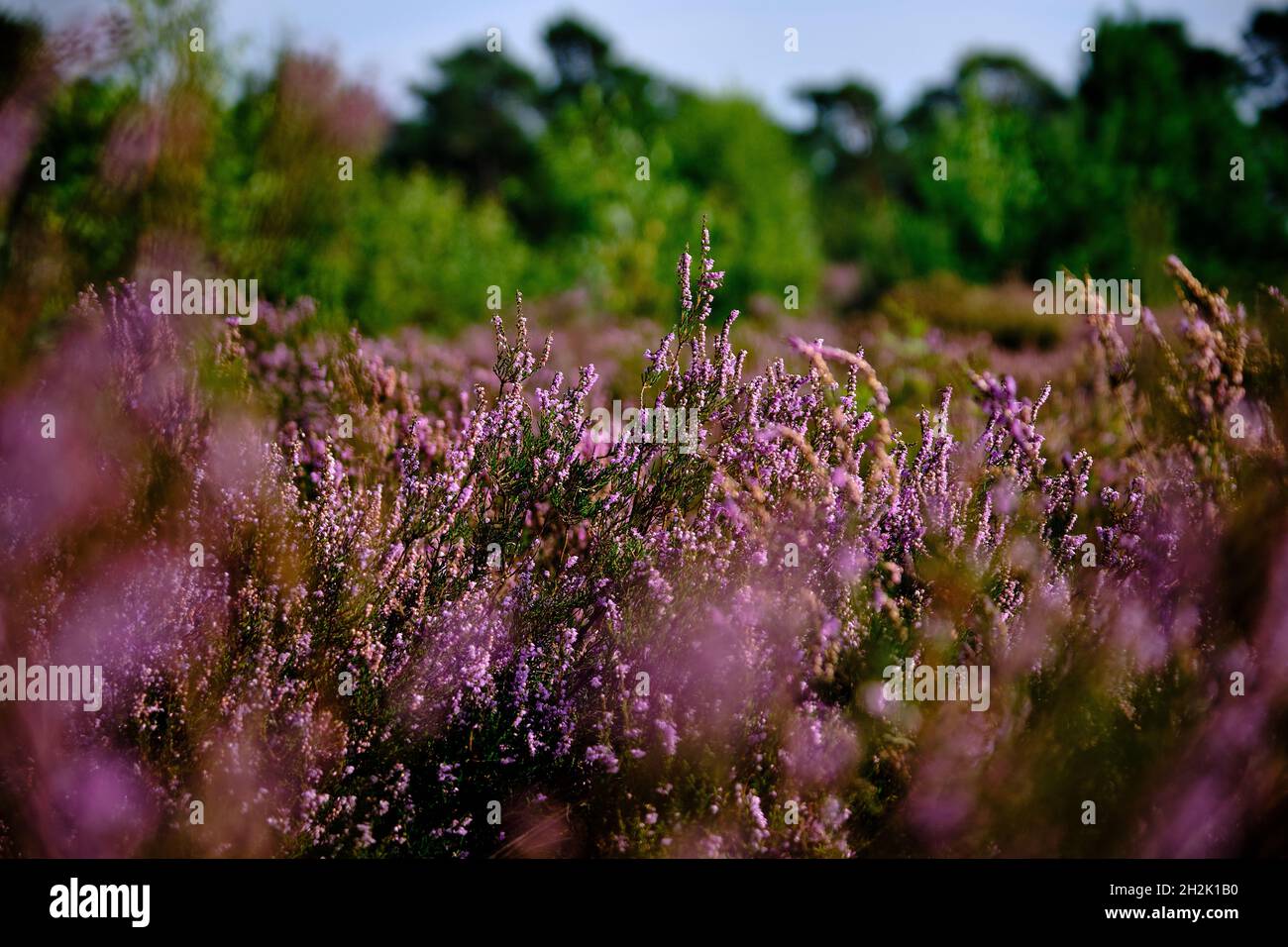 Purple Pink Heather see through with trees on the side. Heathland and ...