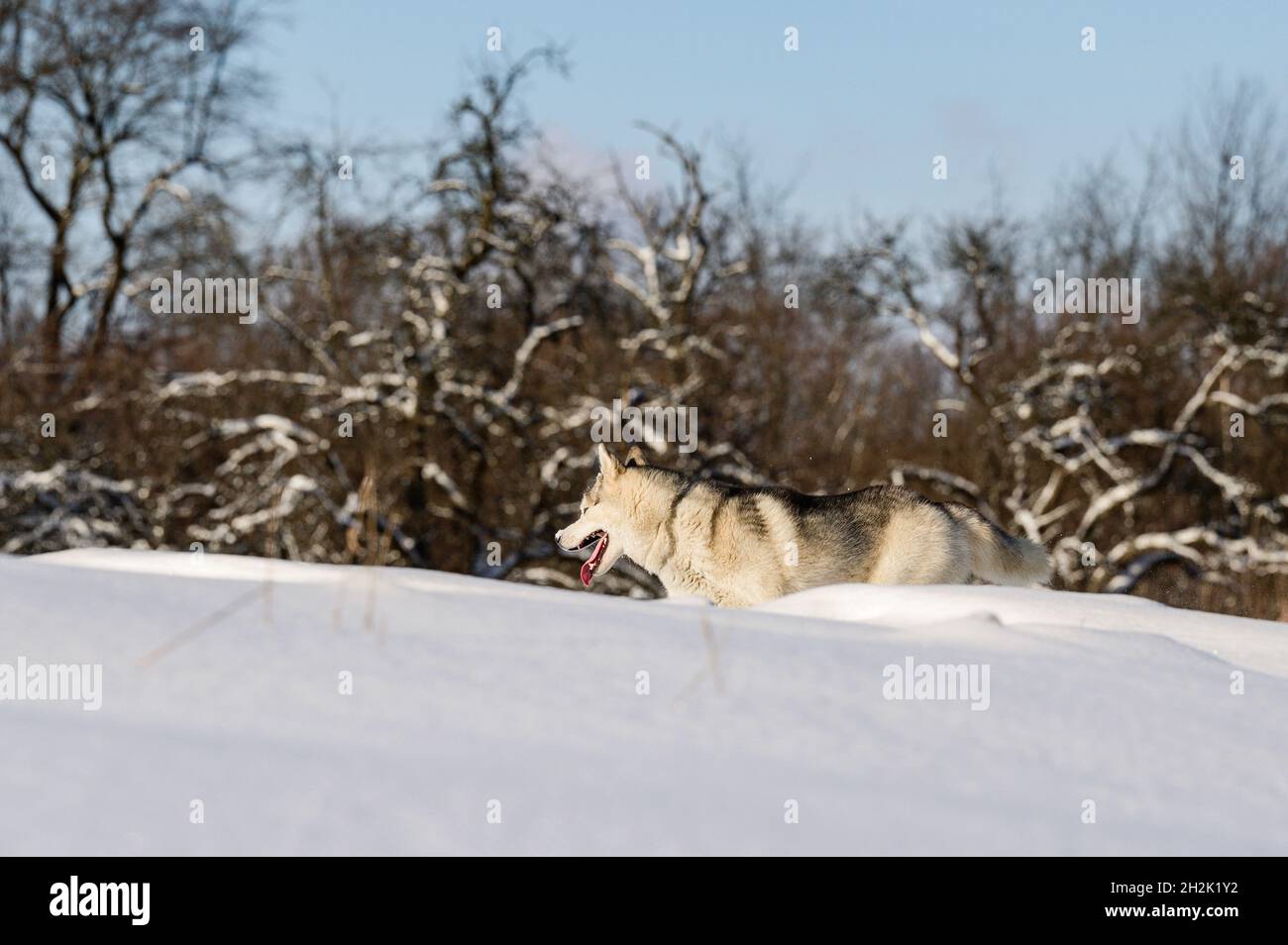 Animal life in the wild, husky on a winter hunt Stock Photo - Alamy