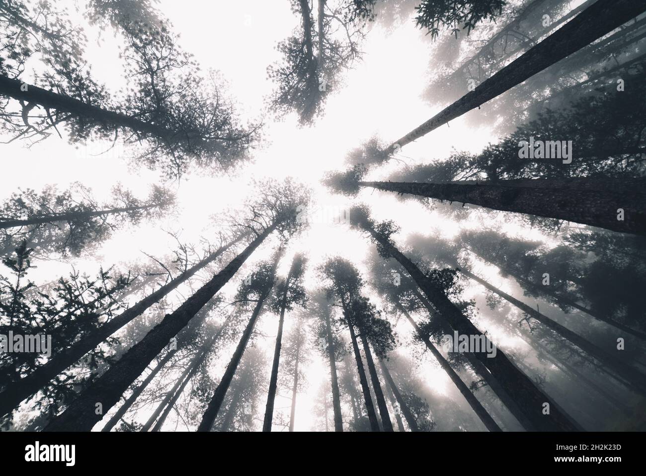 Trees in a foggy Catalonia forest Stock Photo - Alamy