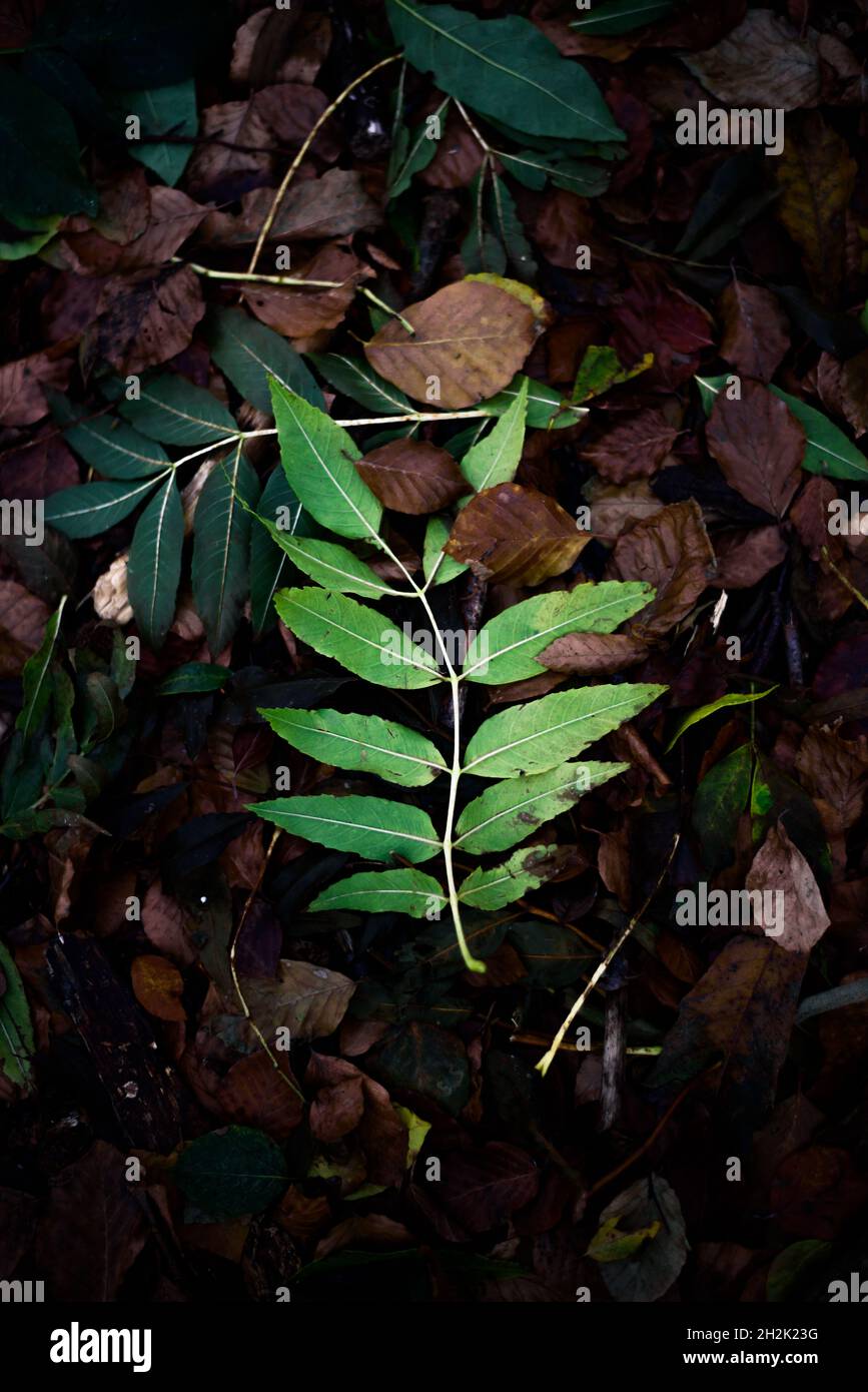 Green leaves on forest floor Stock Photo - Alamy