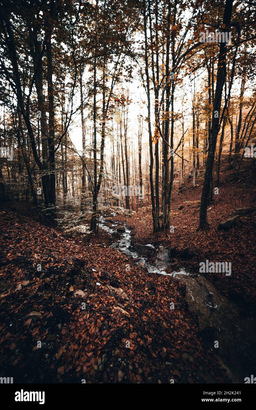 Autumn brown forest with small river Stock Photo - Alamy