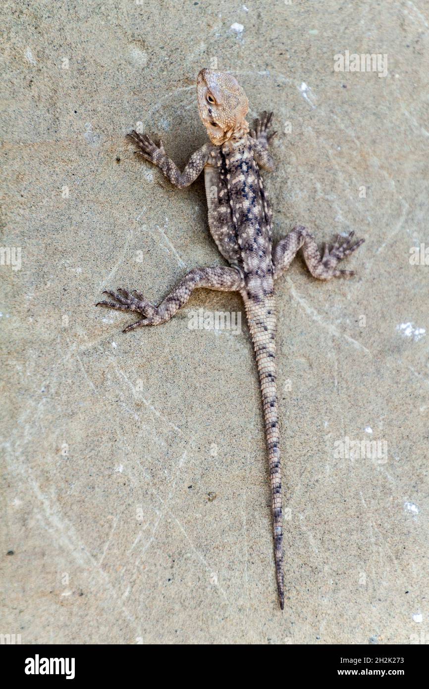 Lizard cave hi-res stock photography and images - Alamy