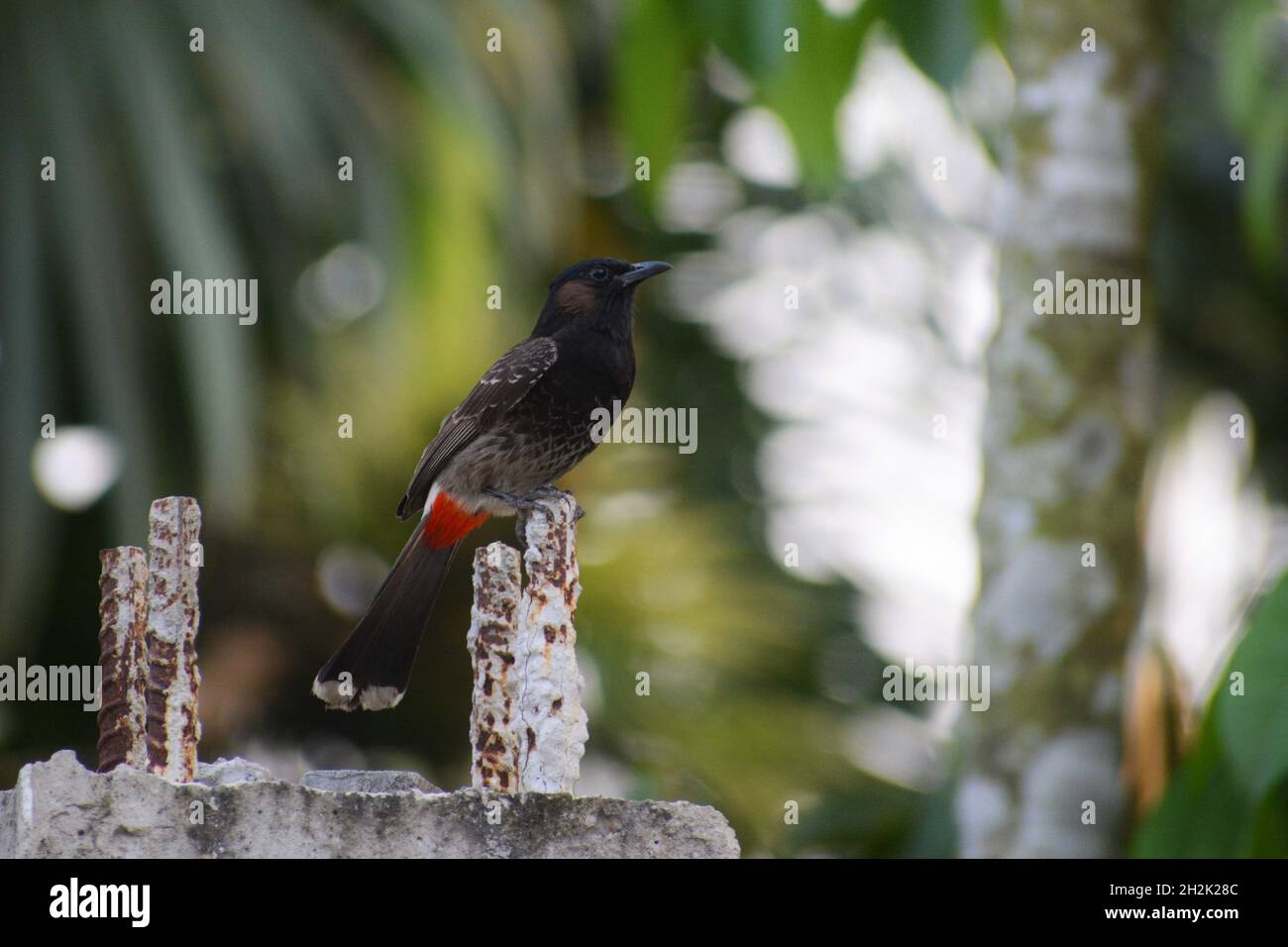 Red vented bulbul Stock Photo - Alamy